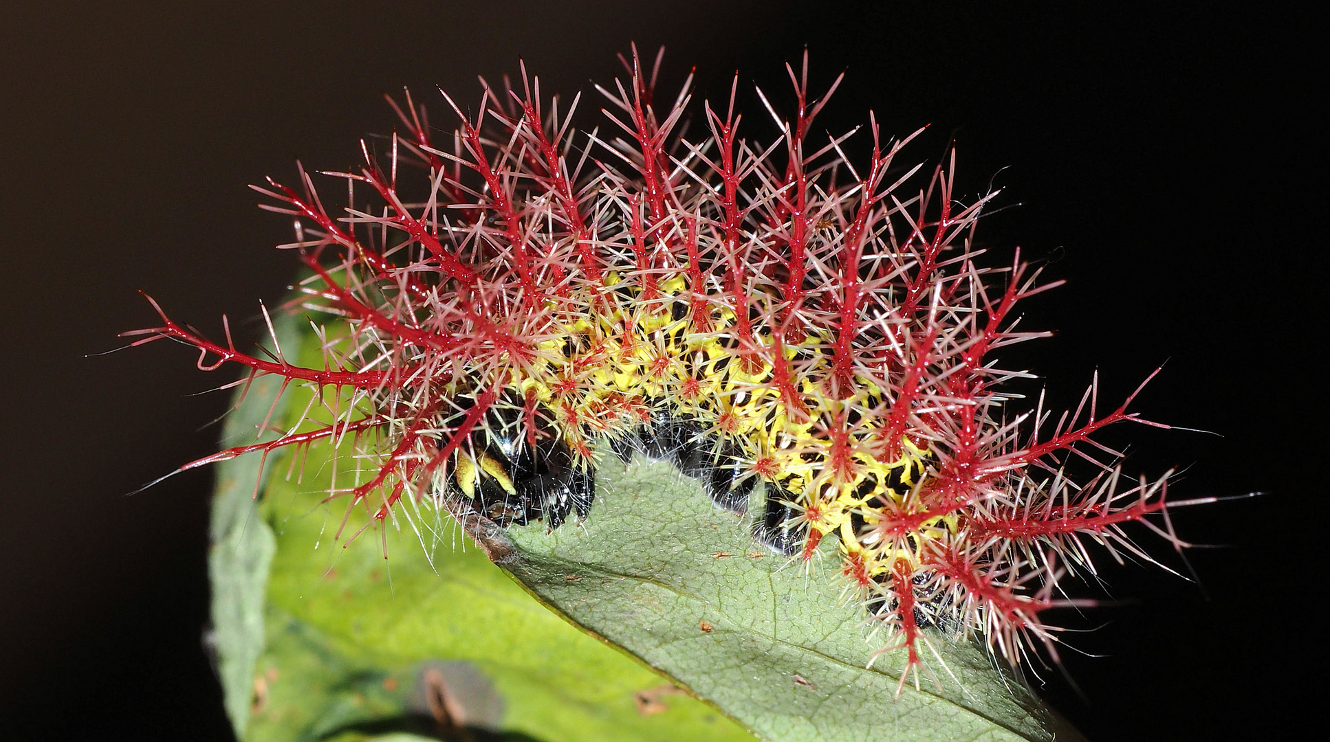 Automeris metzli Foto & Bild | natur, insekten, tiere Bilder auf ...