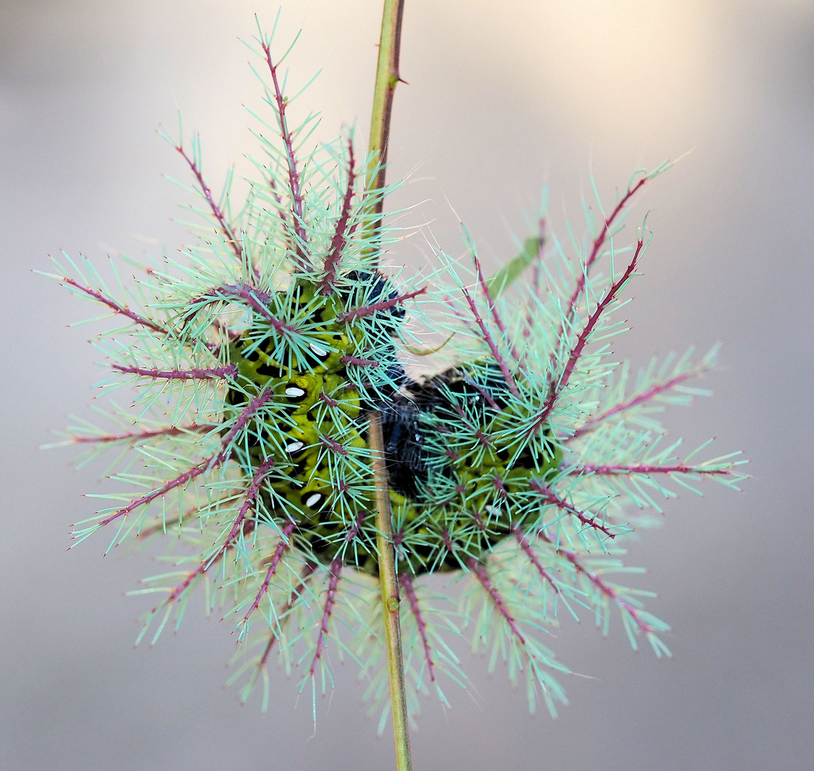 Automeris metzli Foto & Bild | fotos, makro, natur Bilder auf fotocommunity