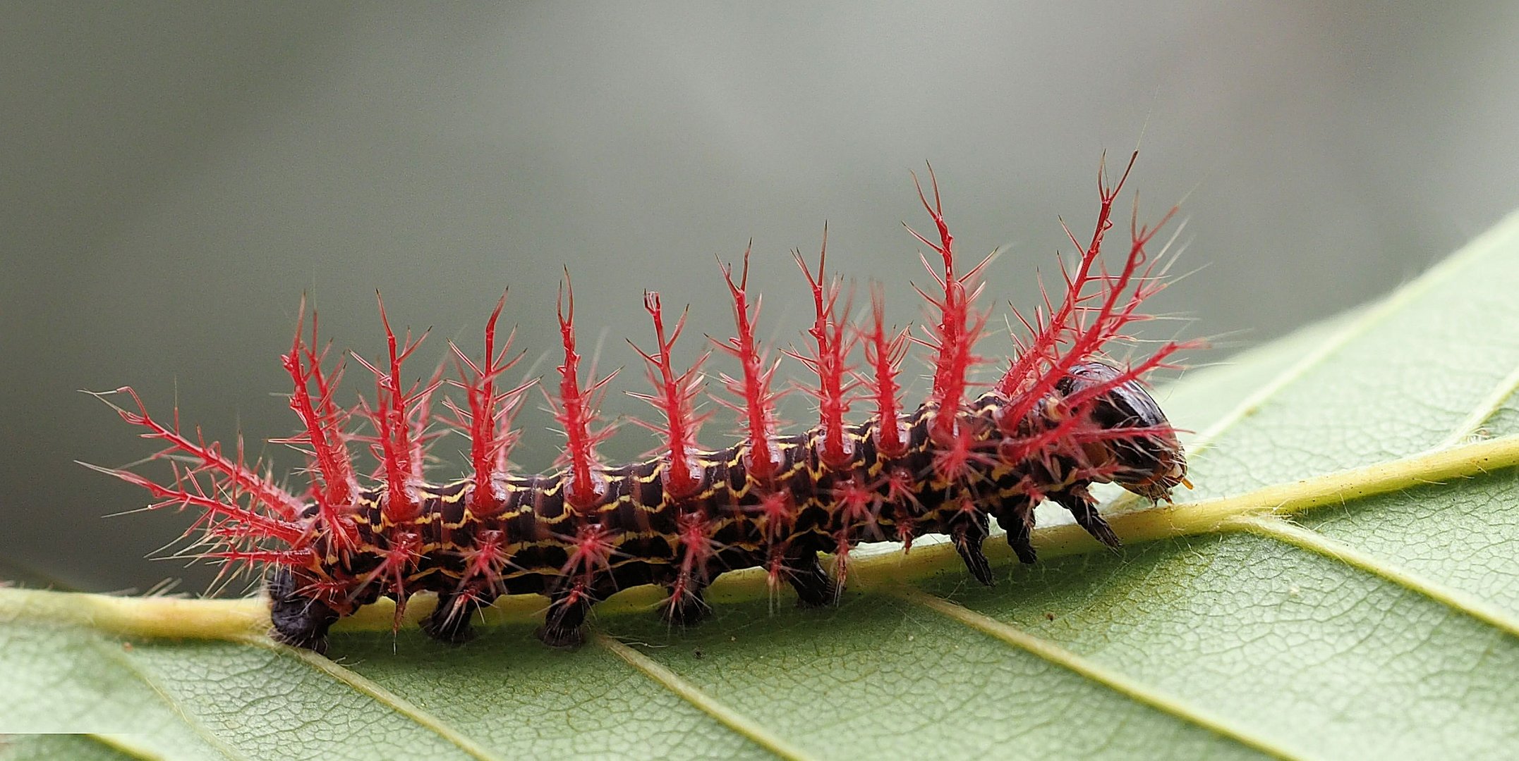 Automeris metzli Foto & Bild | fotos, makro, natur Bilder auf fotocommunity