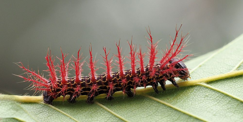 Automeris metzli Foto & Bild | fotos, makro, natur Bilder auf fotocommunity