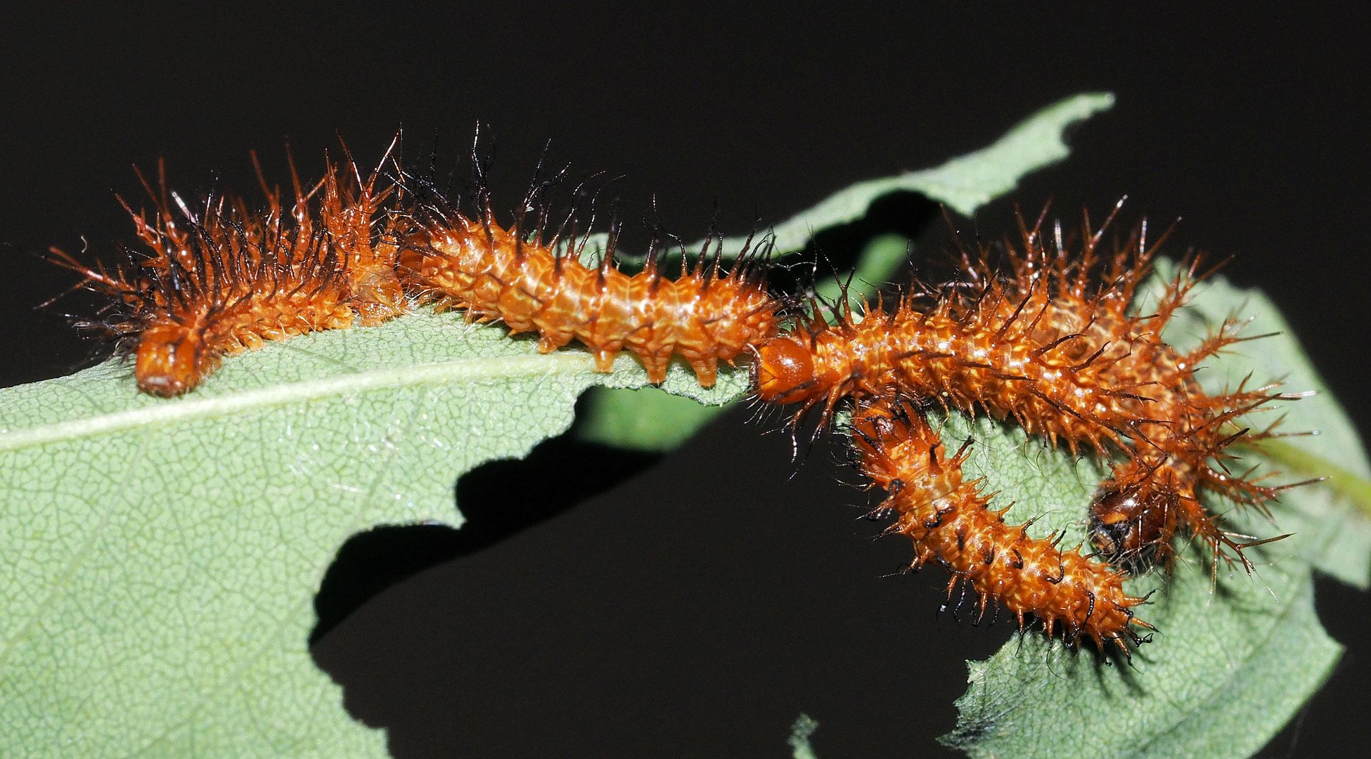 Automeris metzli Foto & Bild | fotos, natur, schmetterling Bilder auf ...