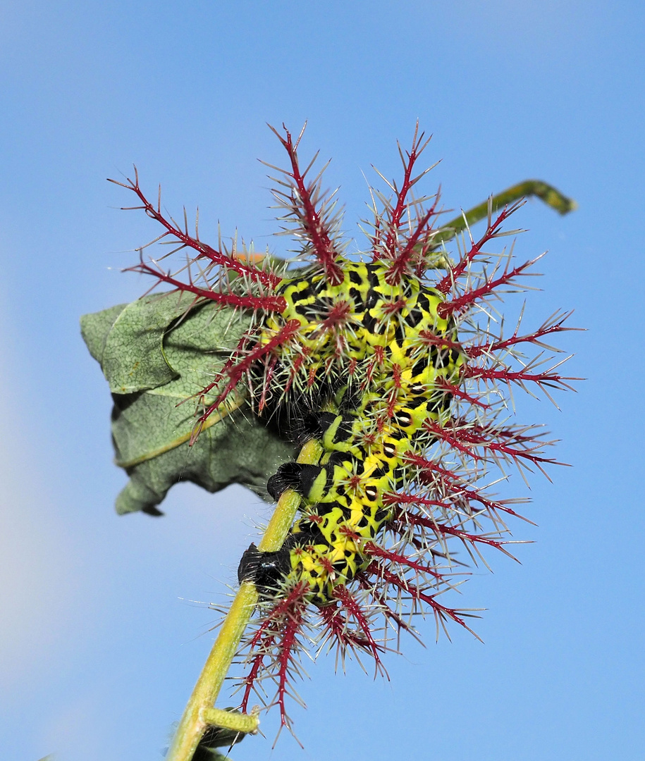 Automeris metzli Raupe Foto & Bild | fotos, makro, natur Bilder auf ...