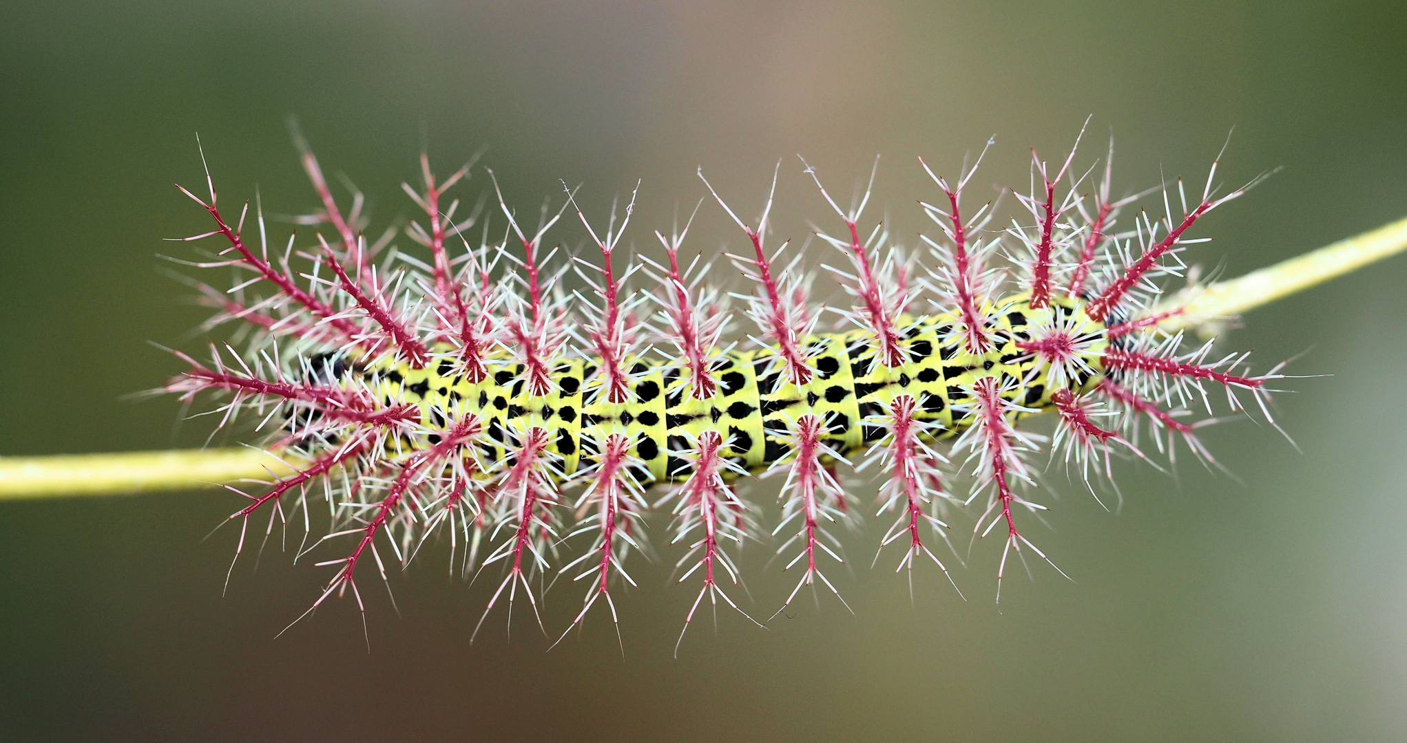 Automeris metzli Raupe Foto & Bild | makro, natur, macro Bilder auf ...
