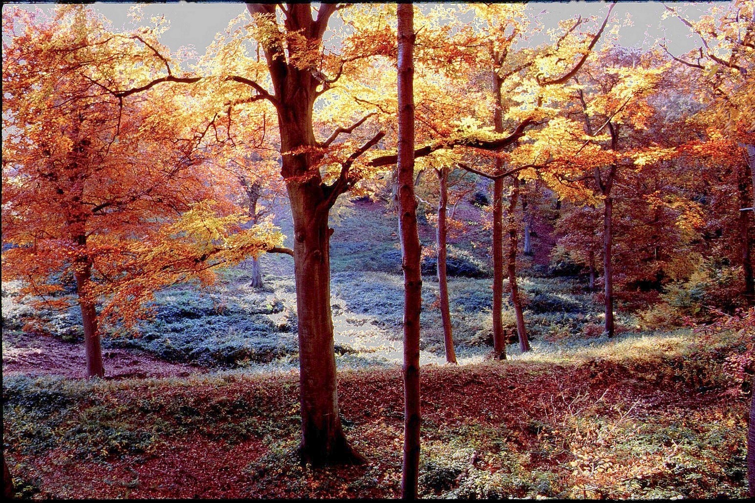 Automnal photo et image | les saisons, automne, nature Images fotocommunity