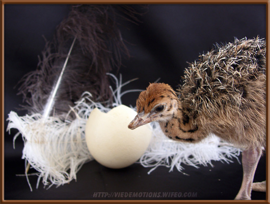 autruchon photo et image | animaux, nature Images fotocommunity