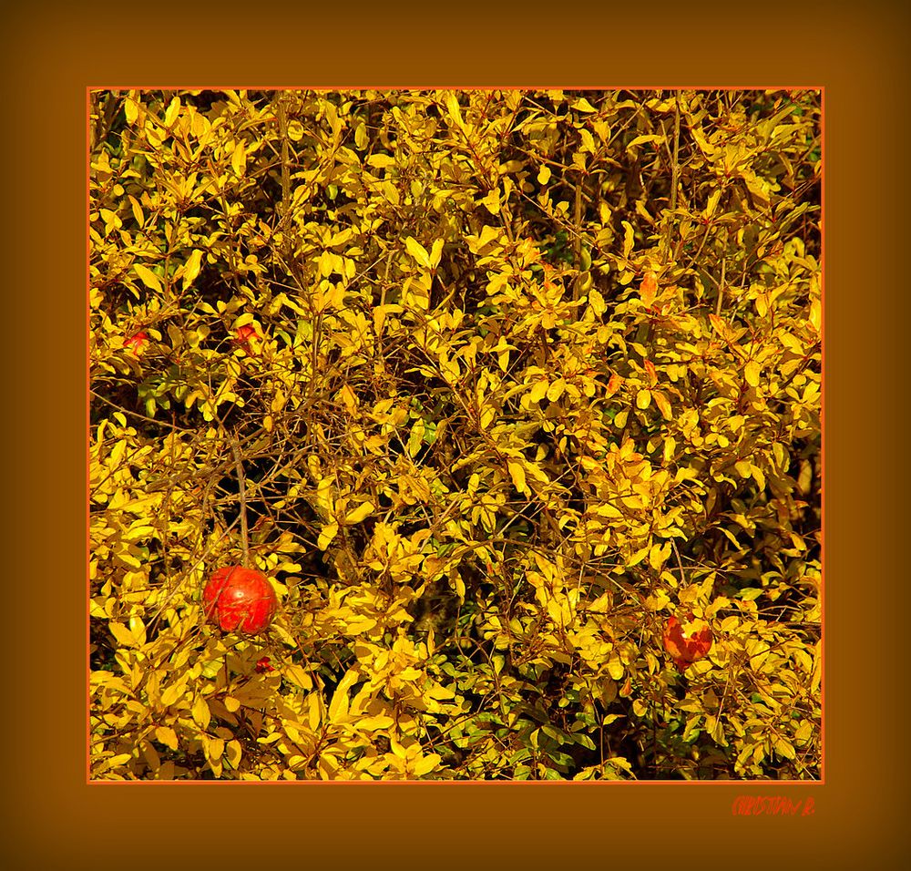 Autumn almanac... photo et image | nature, automne, arbres Images ...