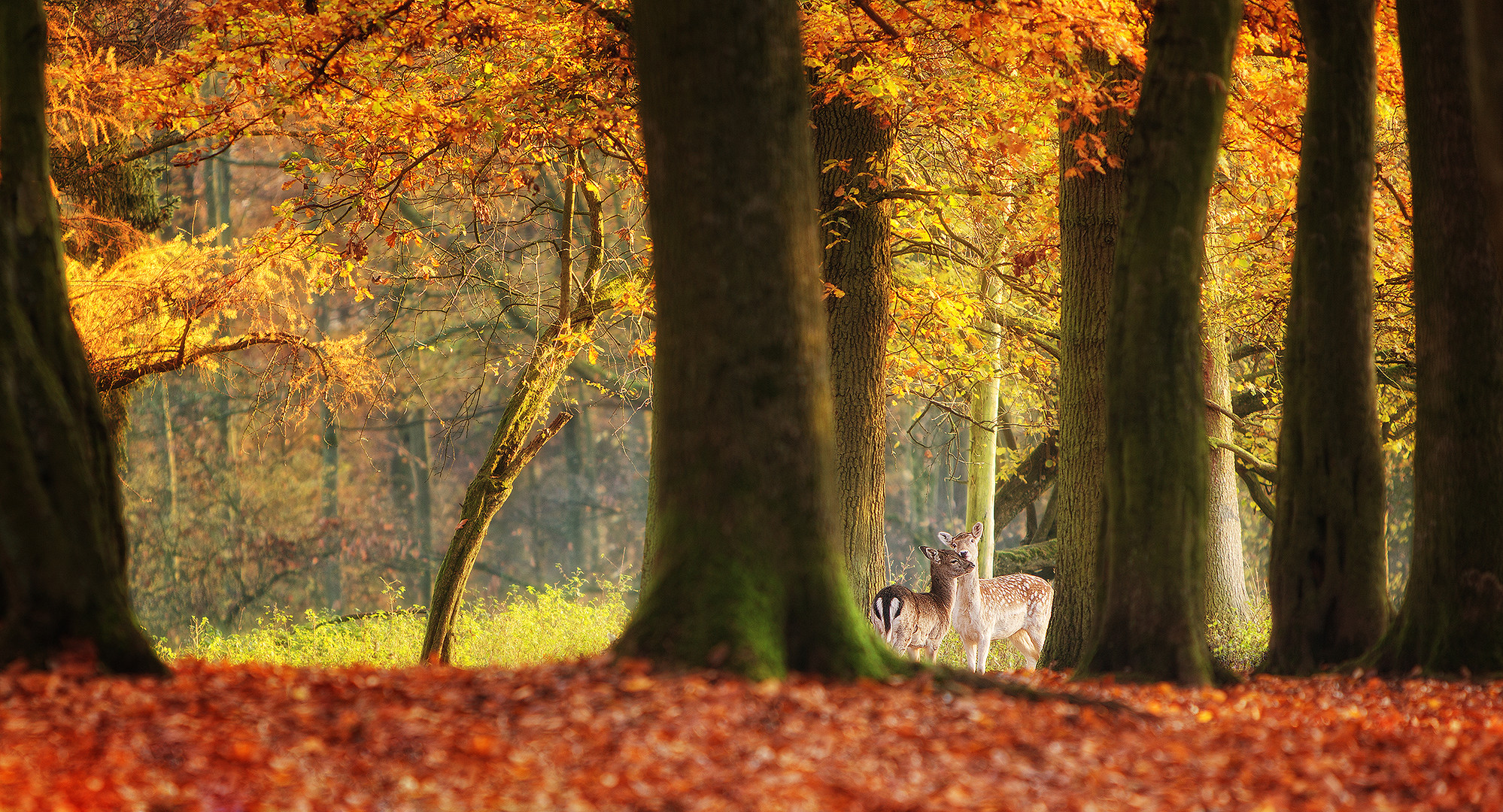 Autumn moments Foto & Bild | landscape, forest, landschaft Bilder auf ...