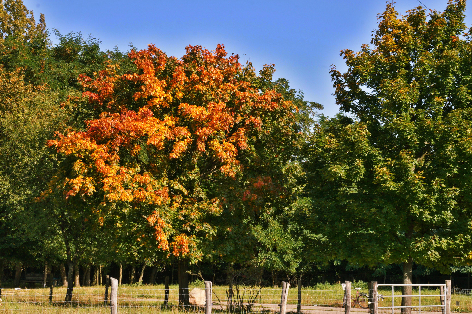 Autumn Royal Foto & Bild | landschaft, jahreszeiten, herbst Bilder auf ...