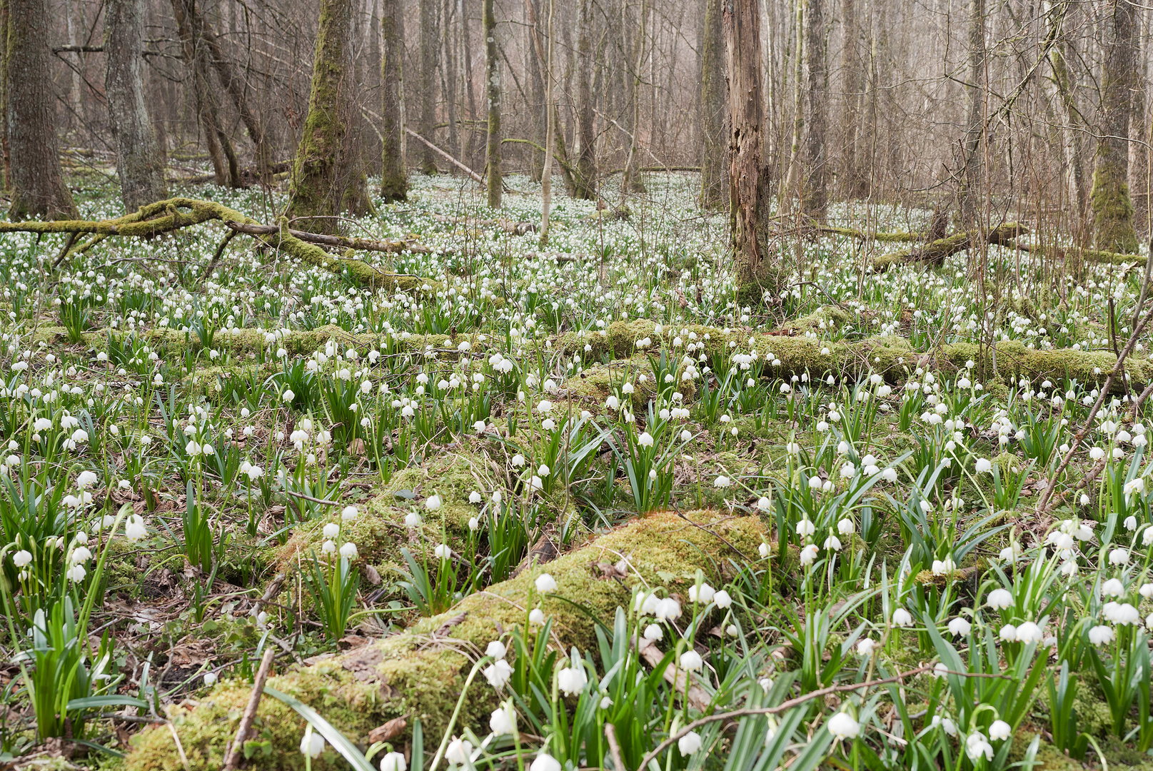 Auwald... Foto & Bild | wald, frühling, natur Bilder auf fotocommunity