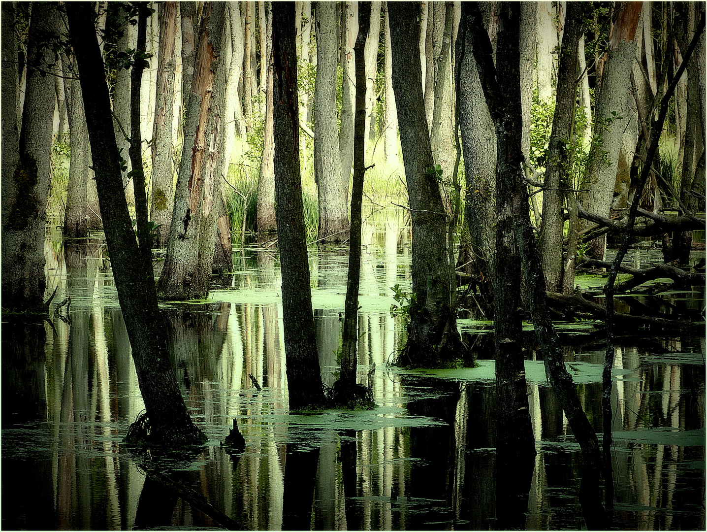 Auwald Foto & Bild | landschaft, projekte, bach, fluss & see Bilder auf ...