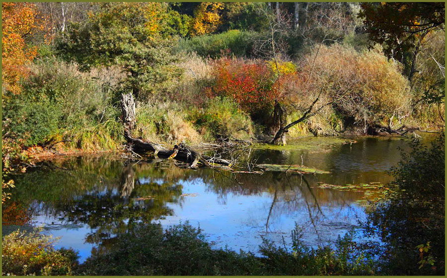 Auwald Foto & Bild | natur, herbst, landschaft Bilder auf fotocommunity