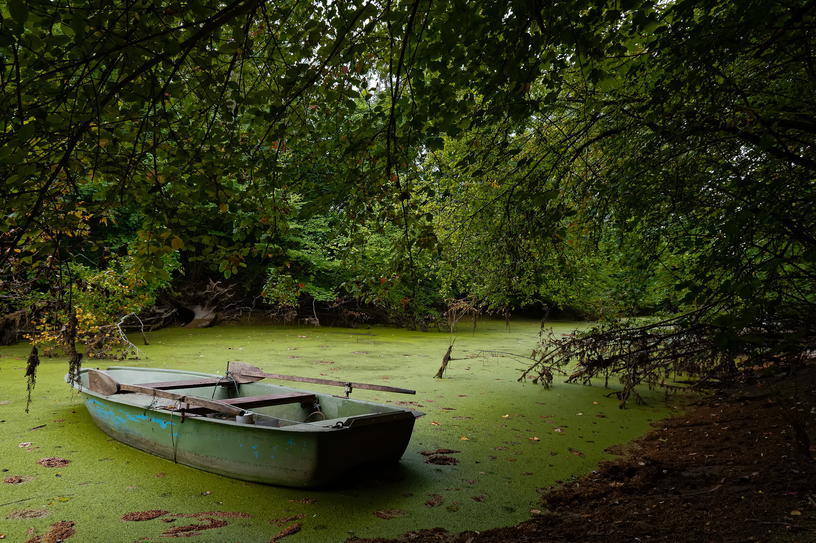 Auwald Foto & Bild | fotos, world, sommer Bilder auf fotocommunity