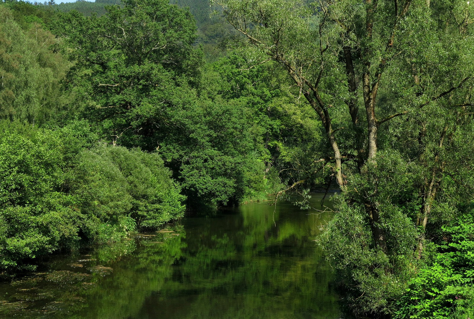 Auwald an der Ruhr im Naturpark Arnsberger Wald Foto & Bild | bäume ...