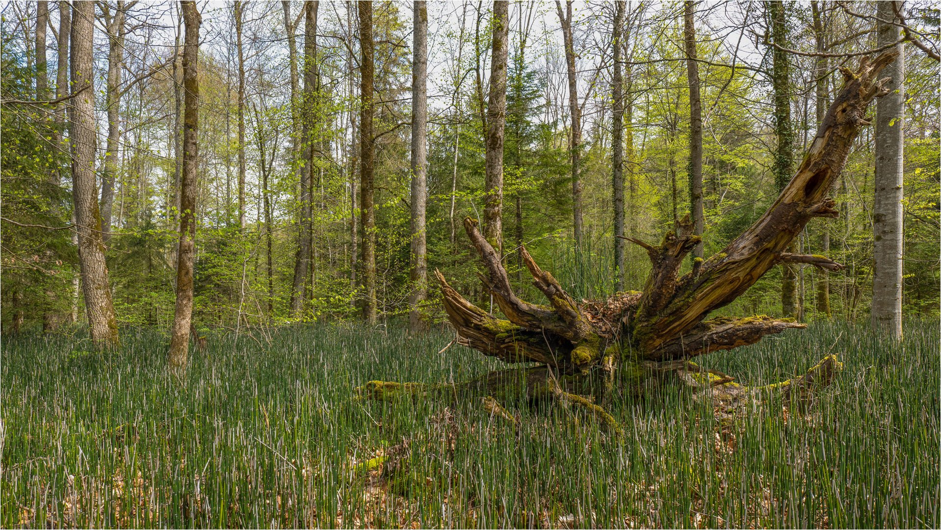 Auwald Foto & Bild | europe, schweiz & liechtenstein, landschaft Bilder ...