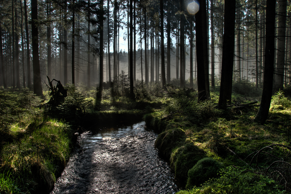 Auwald Foto & Bild | landschaft, wald, natur Bilder auf fotocommunity