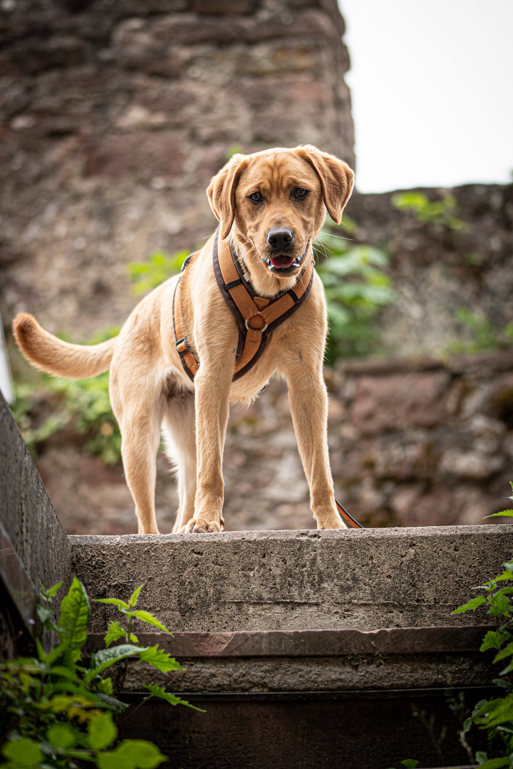 AVA Foto & Bild | tiere, haustiere, hund Bilder auf fotocommunity