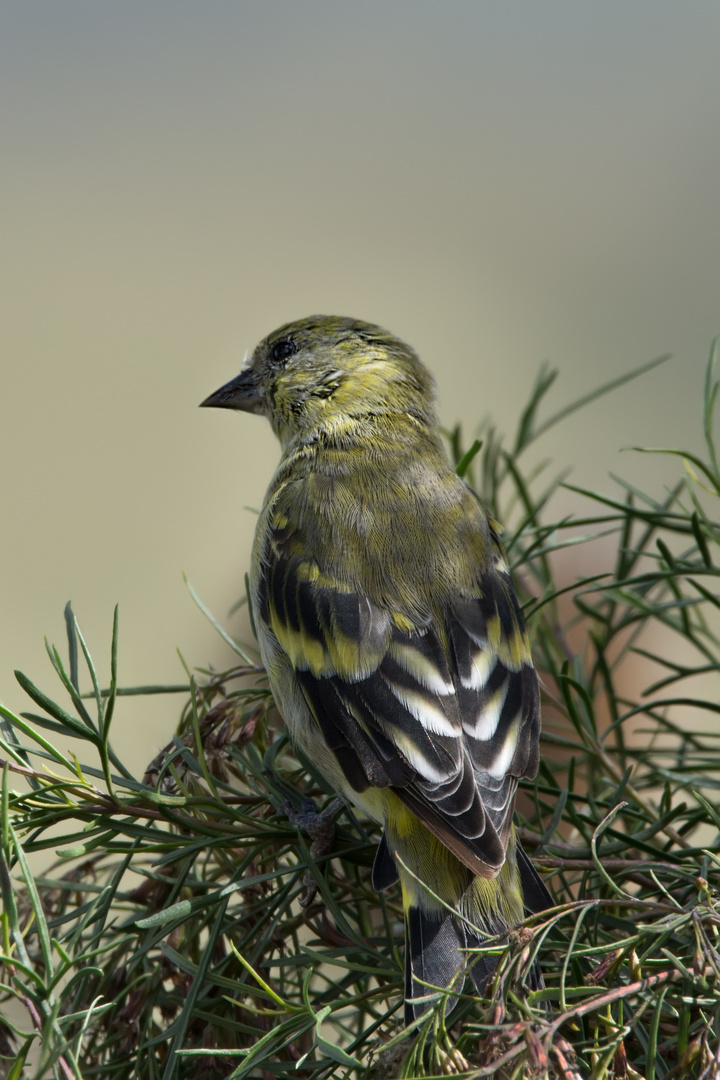 Avecilla Imagen & Foto | animales, aves, naturaleza Fotos de fotocommunity