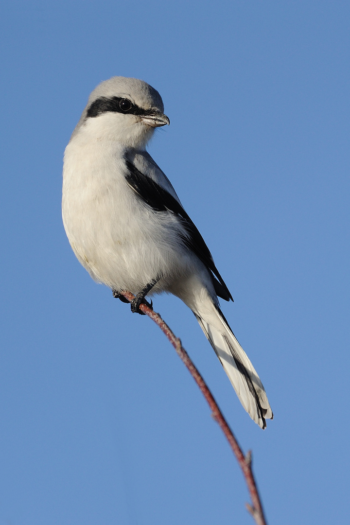 Averla maggiore 2 Foto % Immagini| animali, uccelli allo stato libero ...