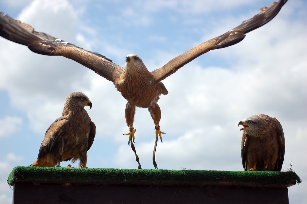 Aves rapaces Imagen & Foto | naturaleza diversa , naturaleza Fotos de ...