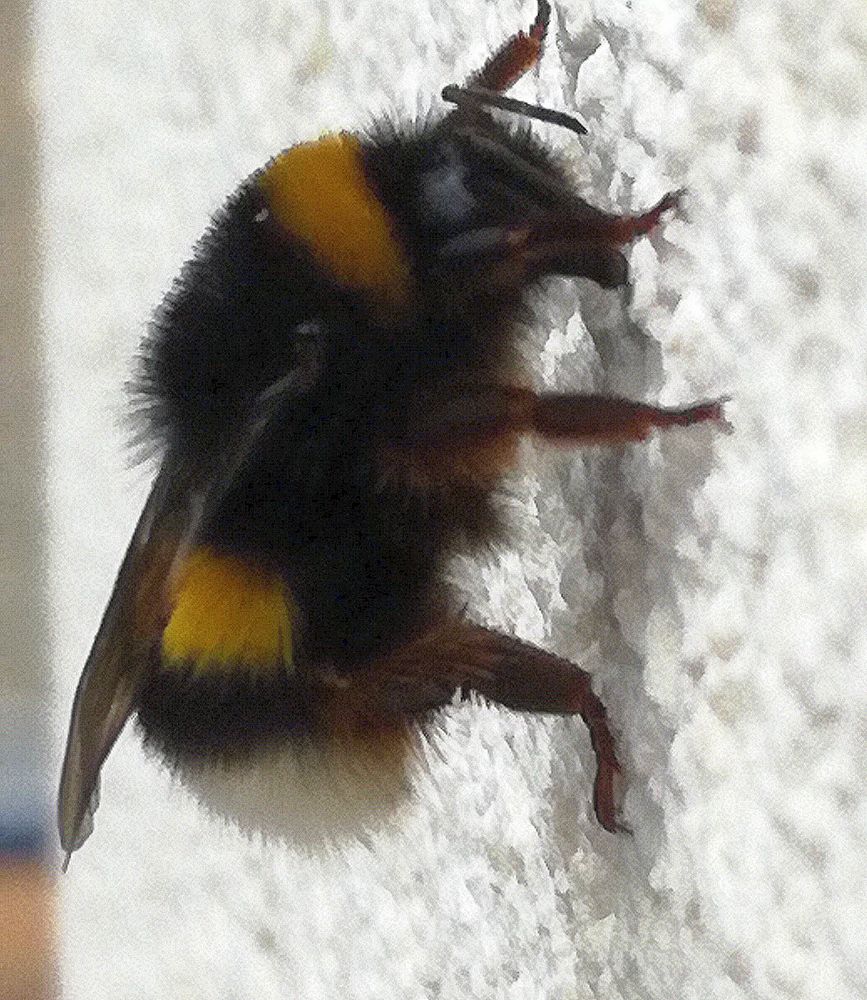 Avoir le bourdon .... 3 photo et image | nature, animaux, insectes ...