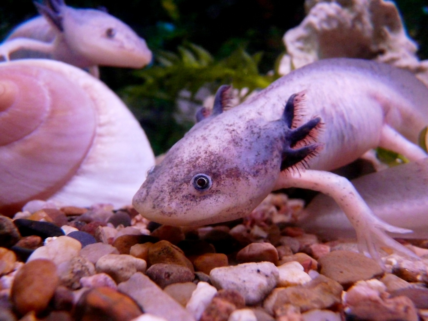 axelot Foto & Bild | natur, tiere, youth Bilder auf fotocommunity