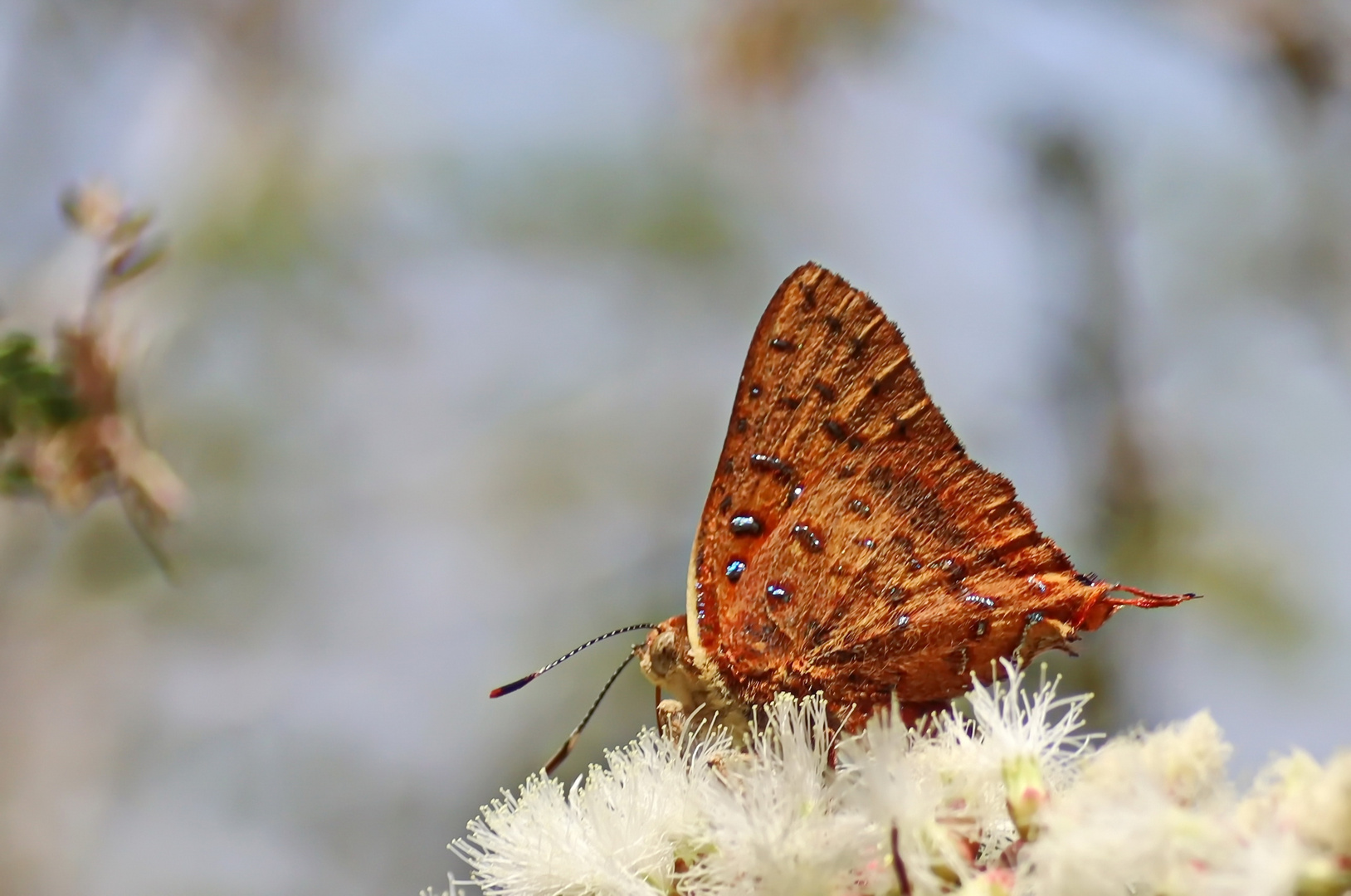 Axiocerses harpax Foto & Bild | natur, afrika, insekten Bilder auf ...