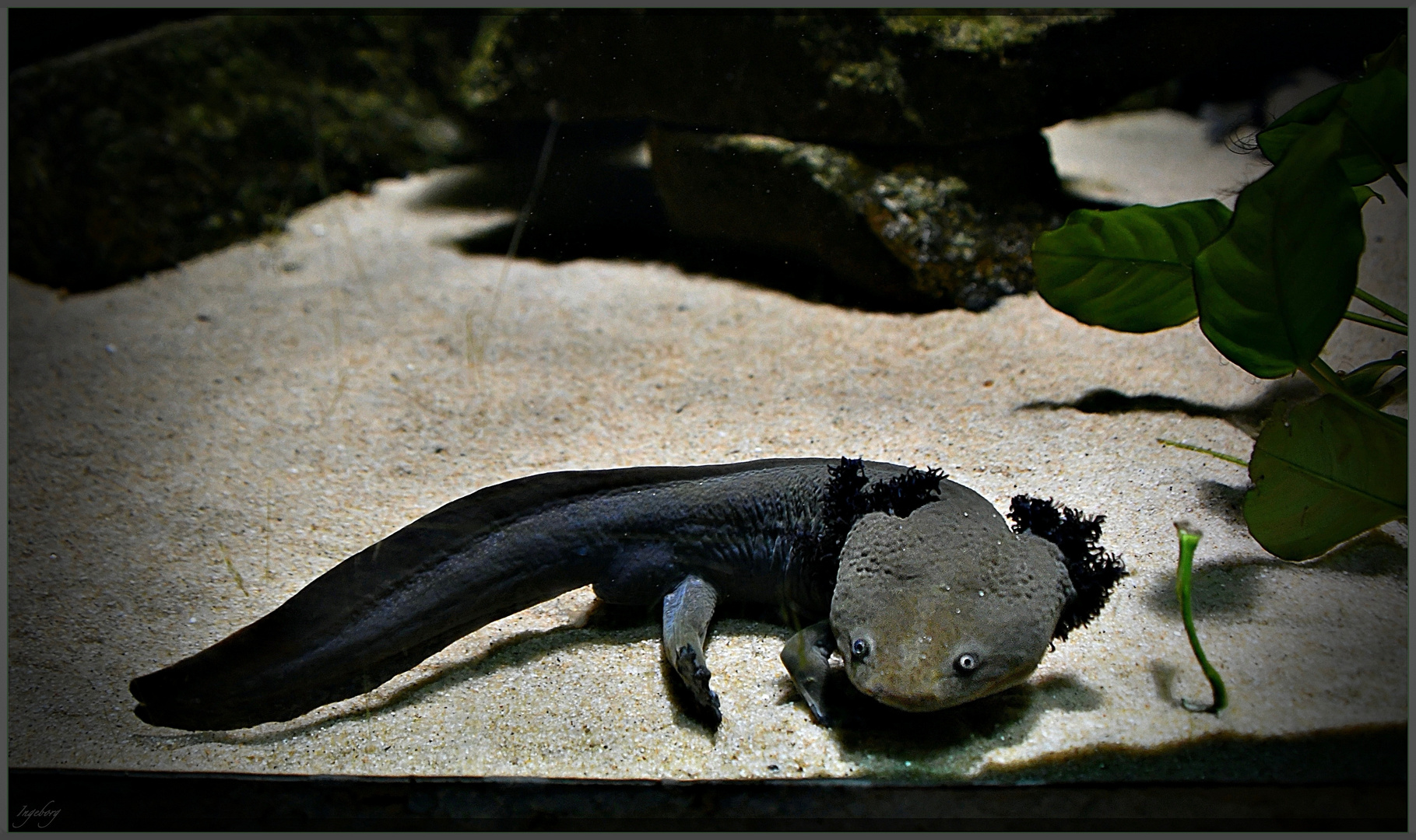 AXOLOTL - oder auch „Wassermonster" Foto & Bild | aquarium, axolotl ...