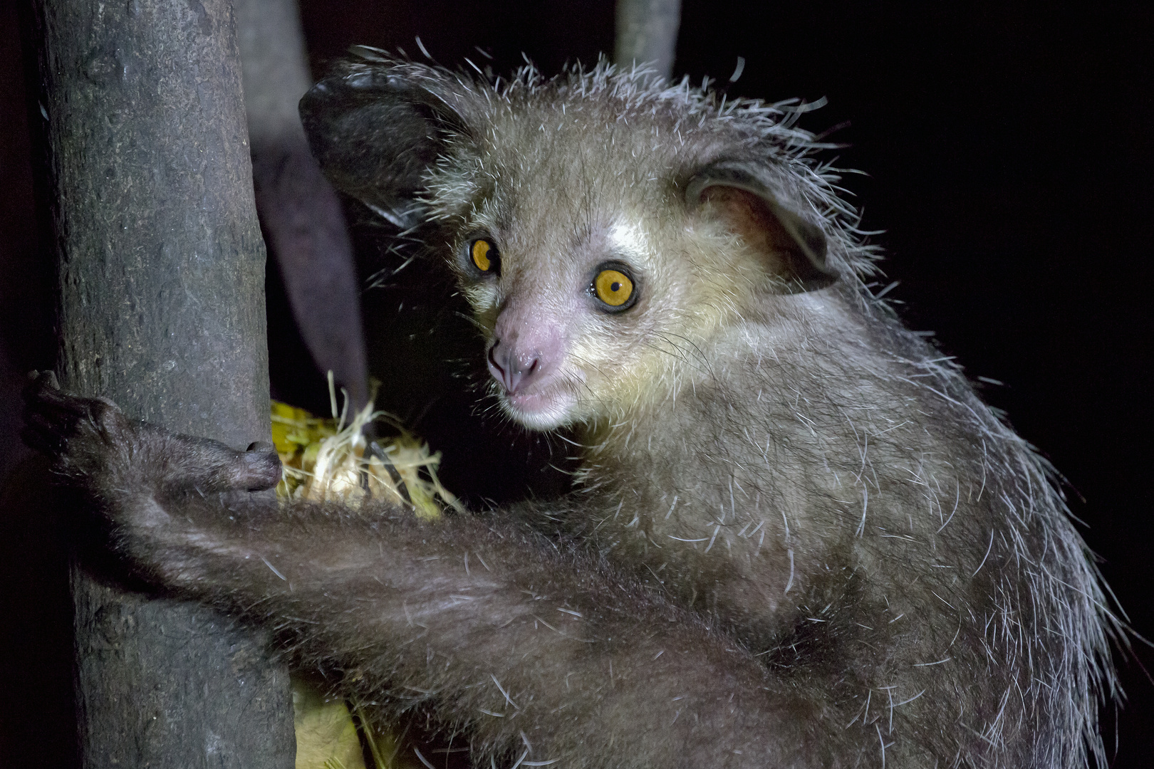 Aye Aye Foto & Bild | fotos, world, spezial Bilder auf fotocommunity