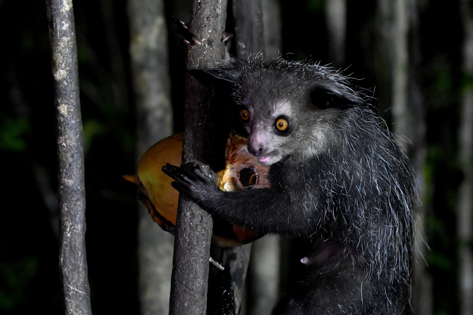 Aye aye... Foto & Bild | world, natur, lemuren Bilder auf fotocommunity