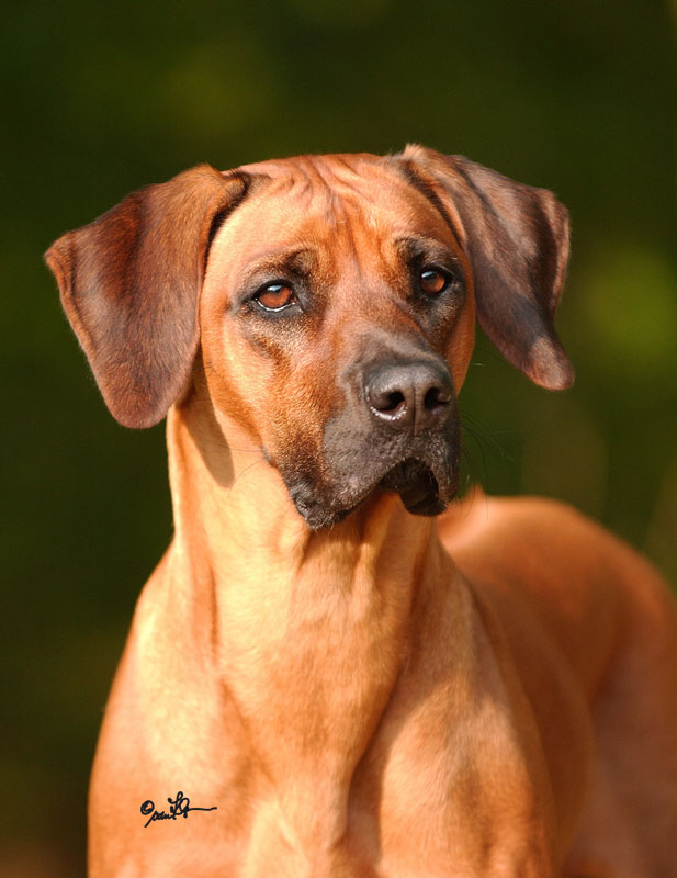 Ayoka Foto & Bild | tiere, haustiere, hunde Bilder auf fotocommunity