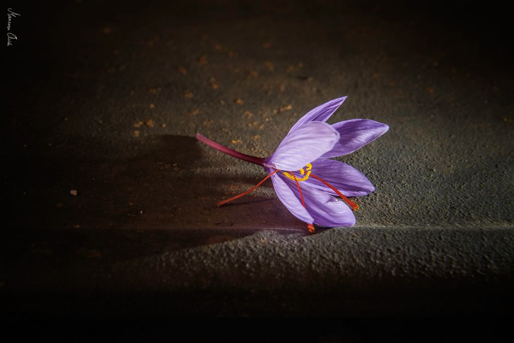 Azafrán... Imagen & Foto | plantas, flores, color Fotos de fotocommunity