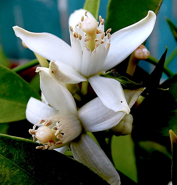 Azahar Imagen & Foto | plantas, flores, naturaleza Fotos de fotocommunity