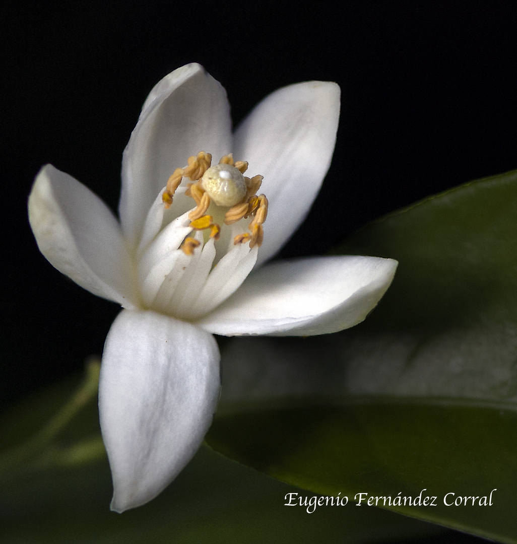 Azahar Imagen & Foto | naturaleza, flores Fotos de fotocommunity