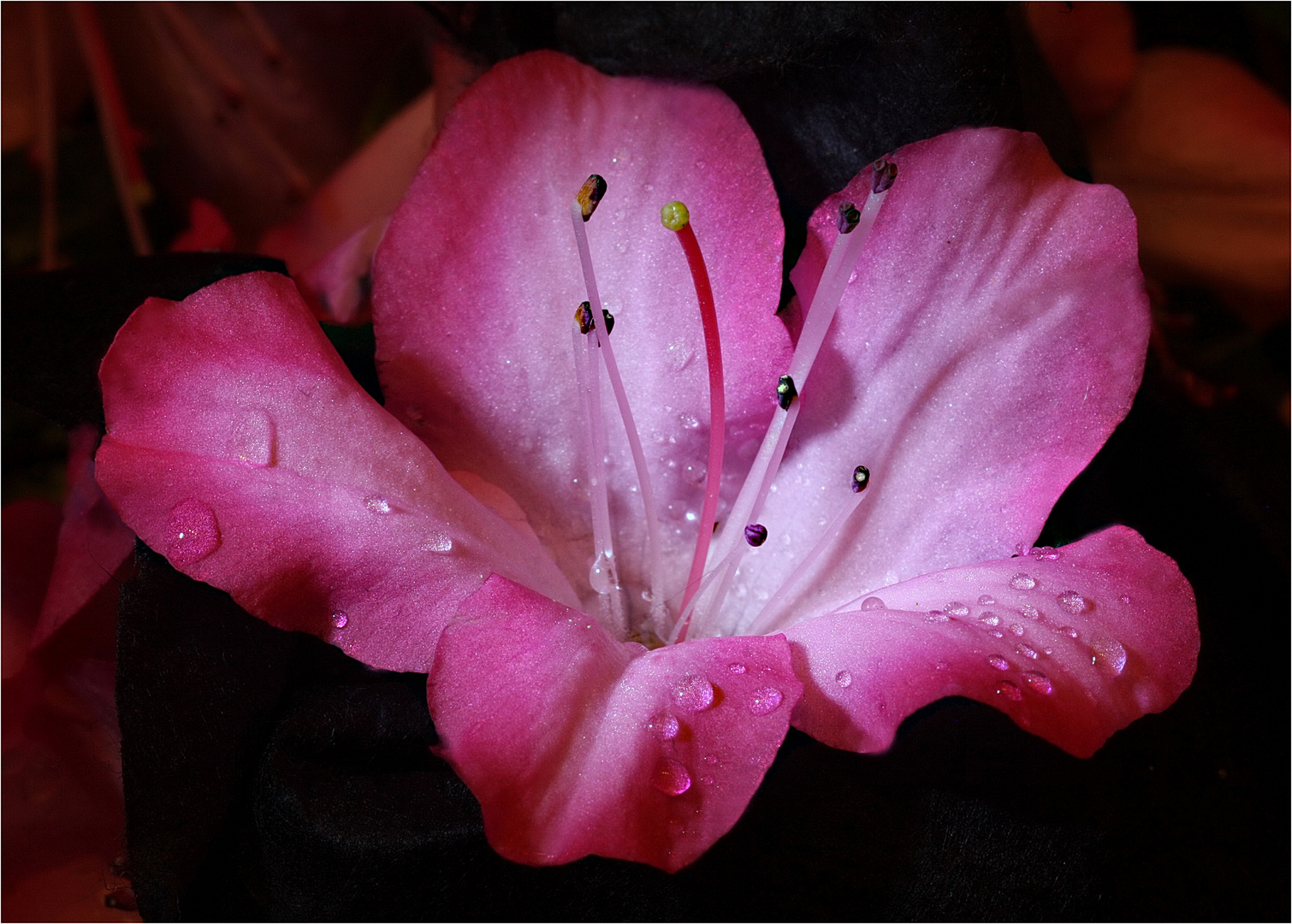 Azalea Foto & Bild | macro , fotos, spezial Bilder auf fotocommunity