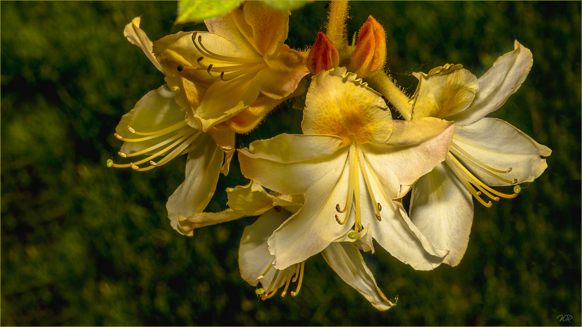 Azalee Foto & Bild | frühling, natur, blumen Bilder auf fotocommunity