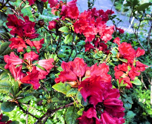 Azaleen Bilder & Fotos