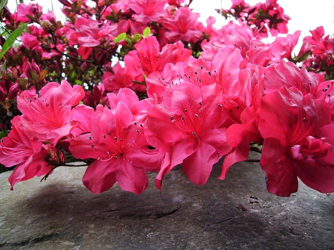 Azalee Foto & Bild | pflanzen, pilze & flechten, sträucher, natur ...