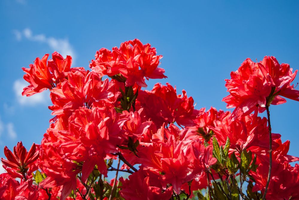 Azalee Foto & Bild | pflanzen, natur, blüte Bilder auf fotocommunity