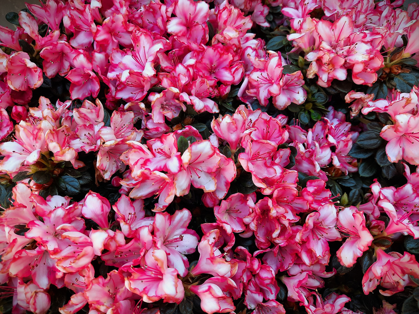 Azalee Foto & Bild | pflanzen, pilze & flechten, sträucher ...