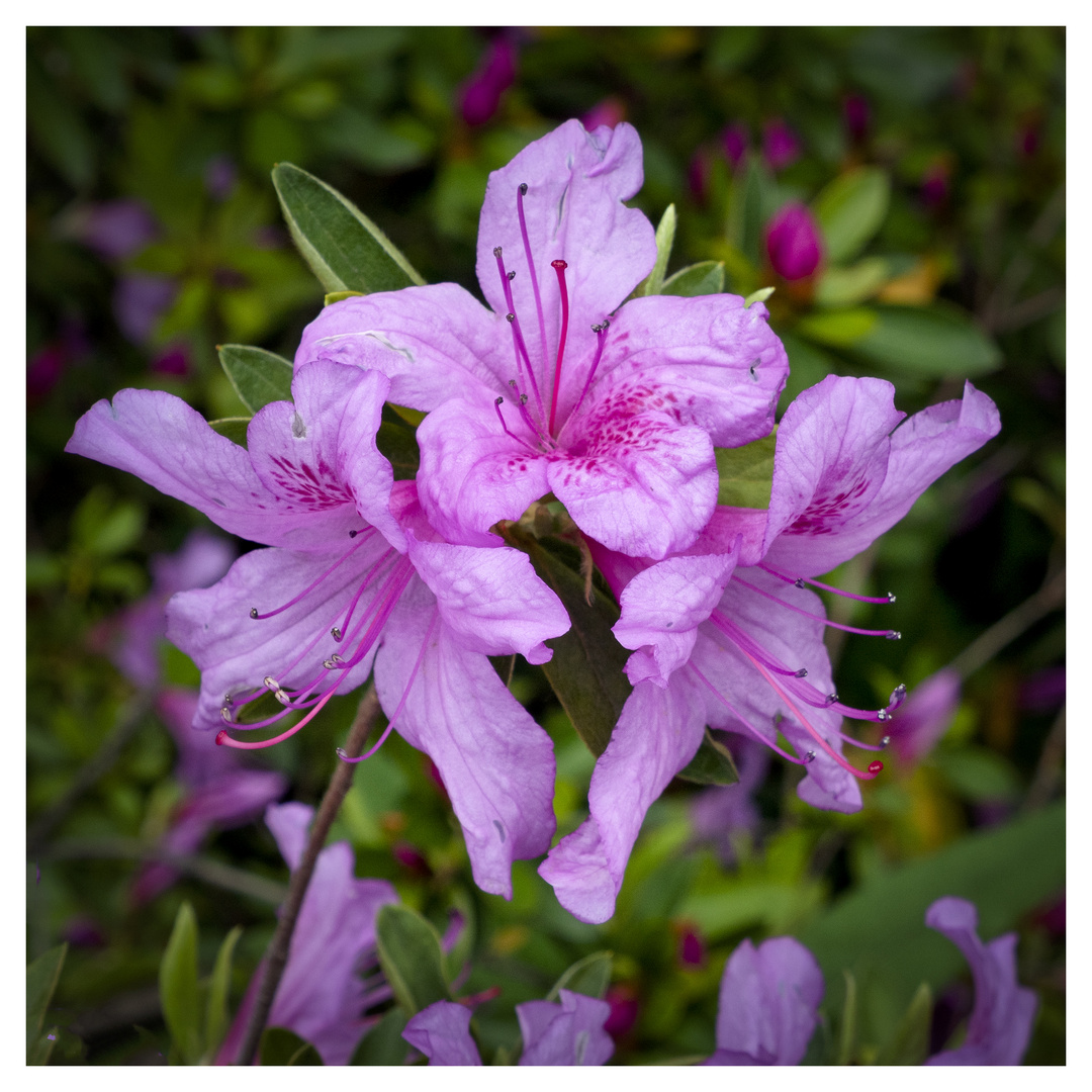 Azalee Foto % Immagini| piante, fiori e funghi, macro e close up, macro ...