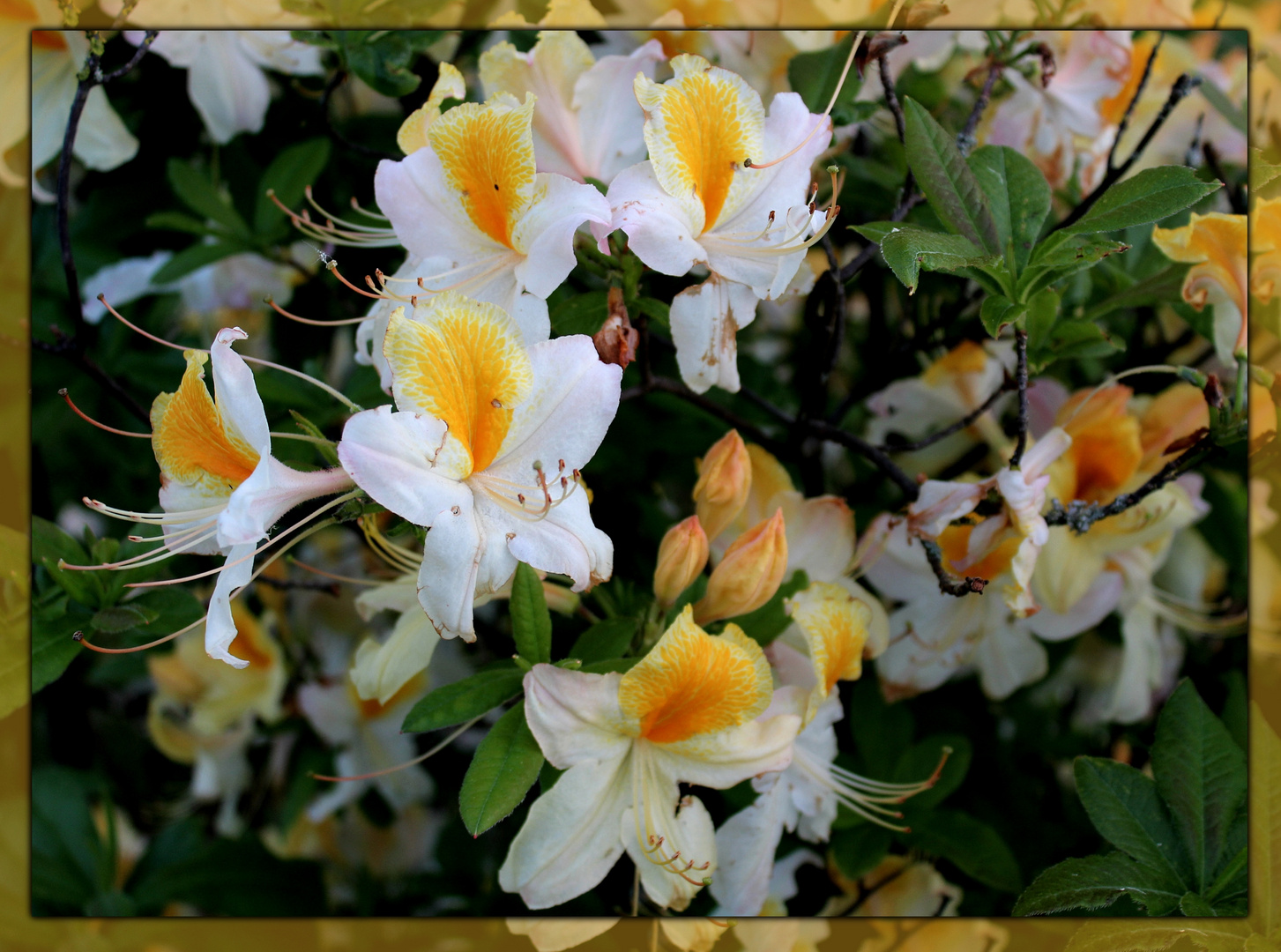 Azalee ... Foto & Bild | outdoor, frühling, natur Bilder auf fotocommunity