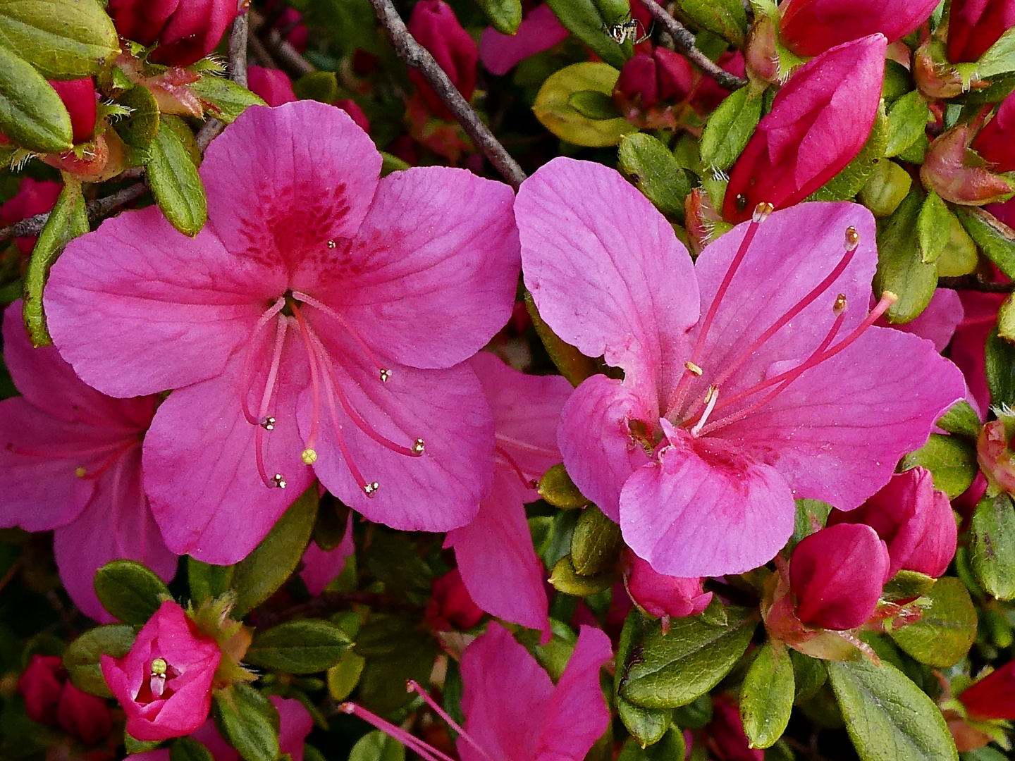 Azaleen Foto & Bild | natur, sträucher azaleen blüten Bilder auf ...