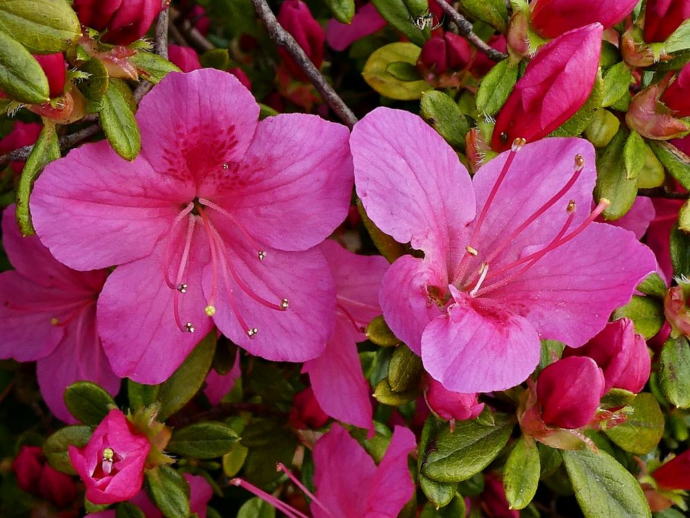 Azaleen Foto & Bild | natur, sträucher azaleen blüten Bilder auf ...