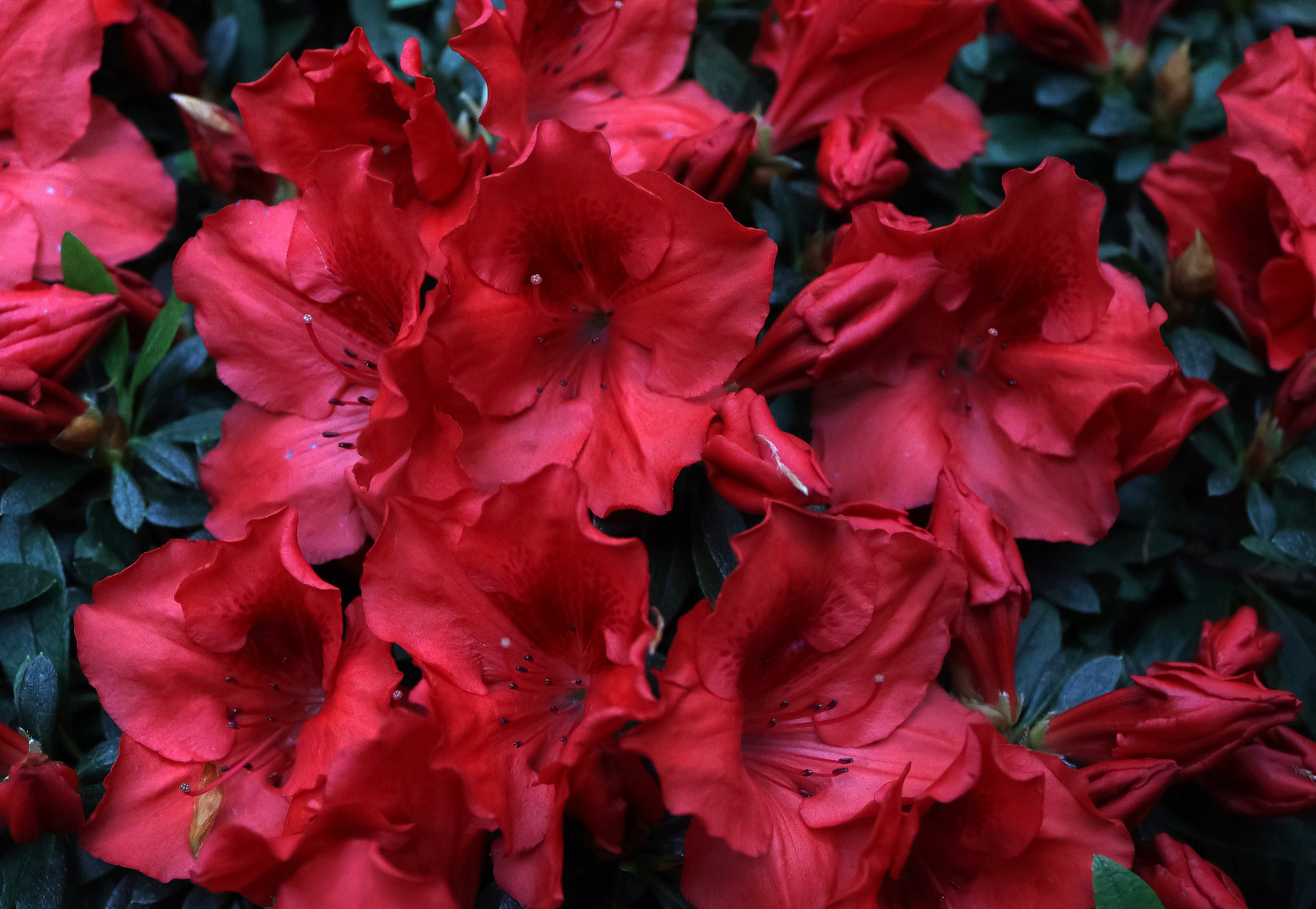 Azaleen Foto & Bild | world, spezial, natur Bilder auf fotocommunity