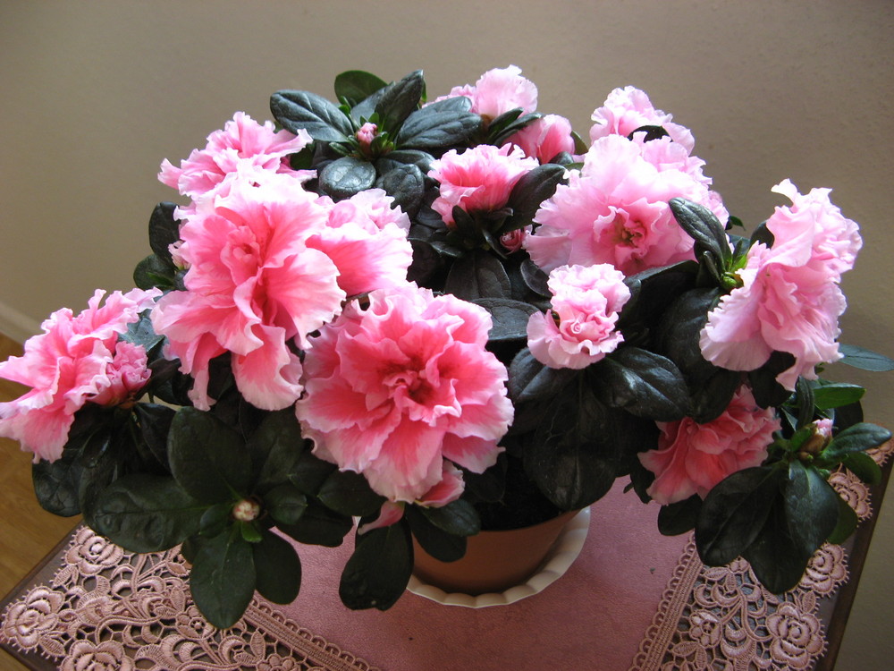 Azalie Foto & Bild | pflanzen, pilze & flechten, zimmerpflanzen, blumen ...