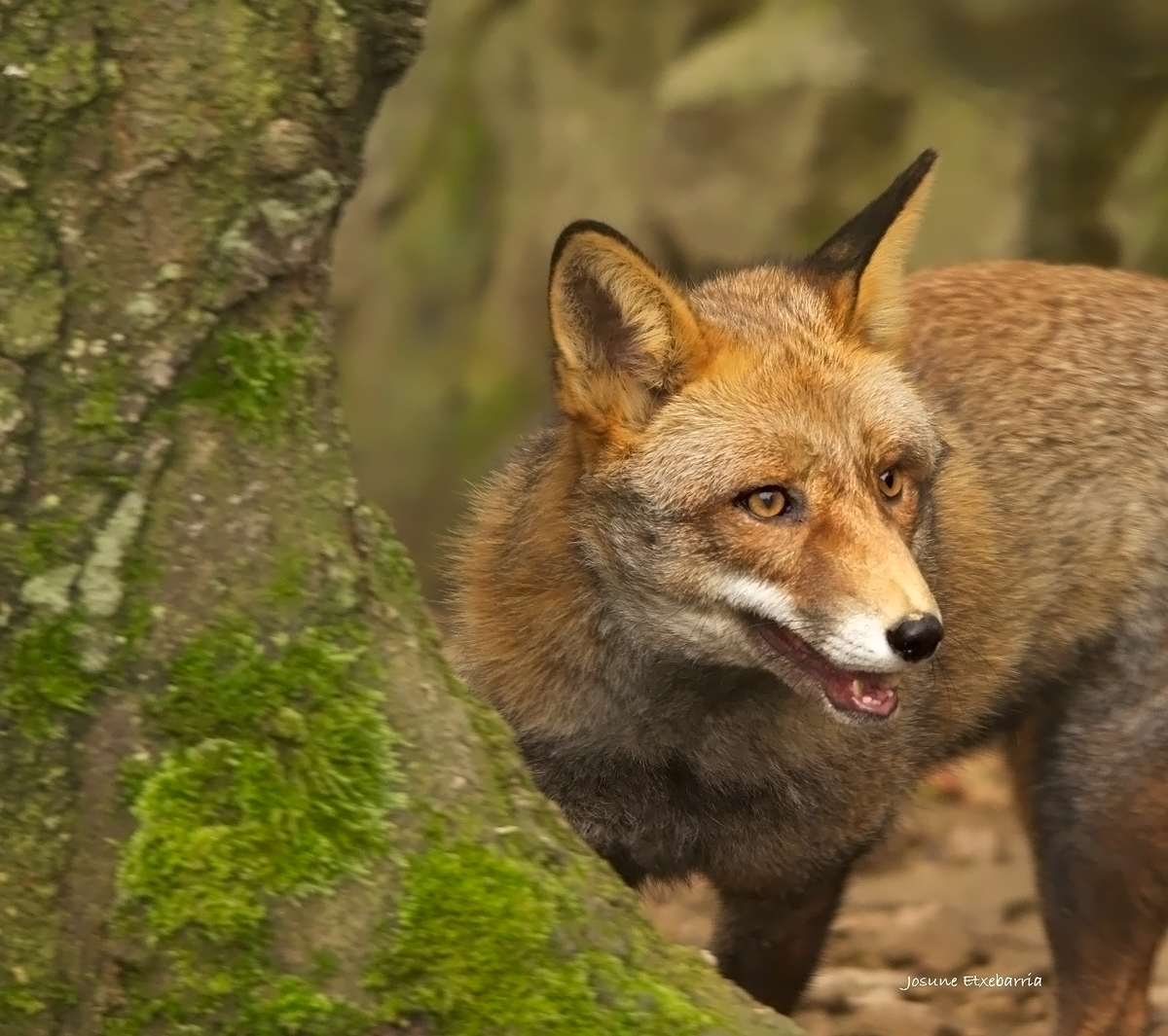 AZERIA (Dedicada a TXUS) Imagen & Foto | animales, animales salvajes ...