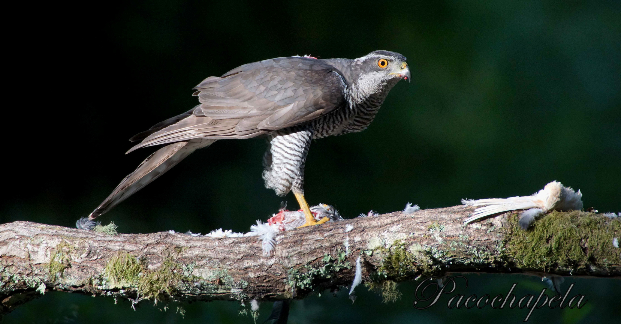 Azor Imagen & Foto | aves, animales, naturaleza Fotos de fotocommunity