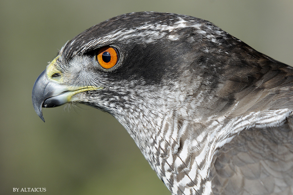 Azor Imagen & Foto | animales, aves, naturaleza Fotos de fotocommunity