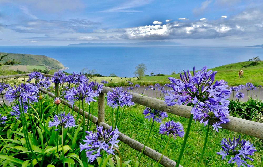 Azoren - Hier sieht man überall, dass sich die Pflanzen wohlfühlen Foto ...