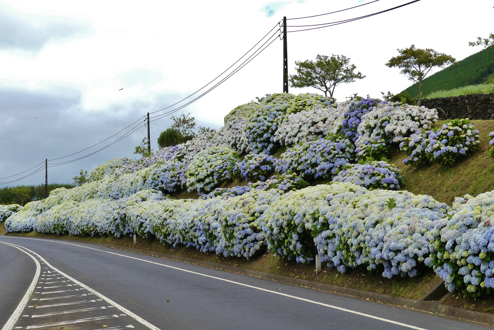 Azoren - Hortensien überall Foto & Bild | world, blumen, portugal ...
